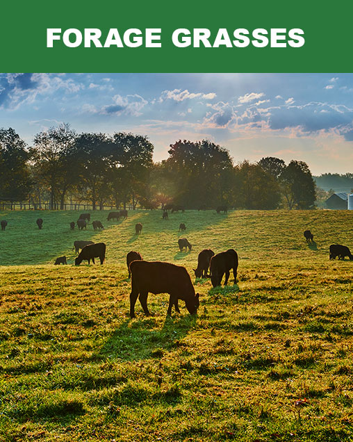 Forages Category - Missouri Southern Seed