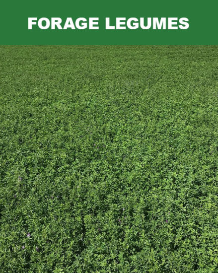 Forages Category - Missouri Southern Seed