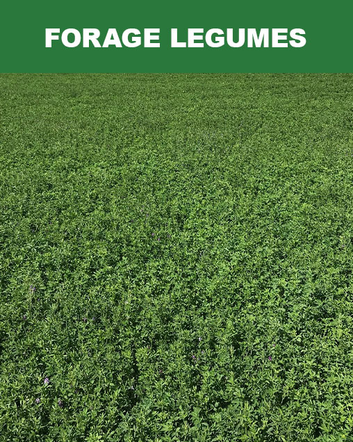 Forages Category - Missouri Southern Seed