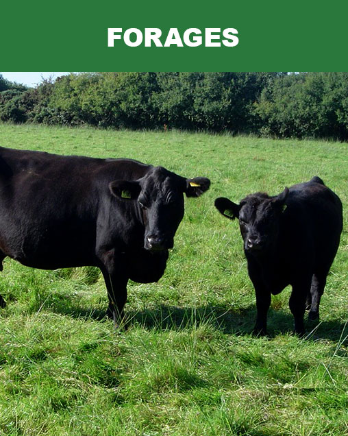 Products - Missouri Southern Seed