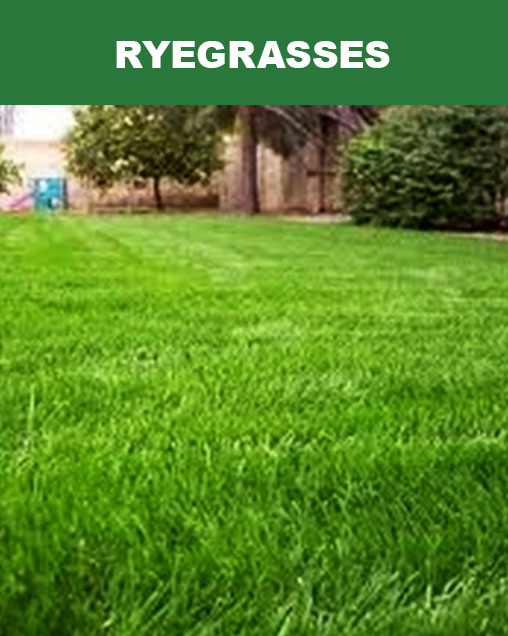 Turf Products Category - Missouri Southern Seed