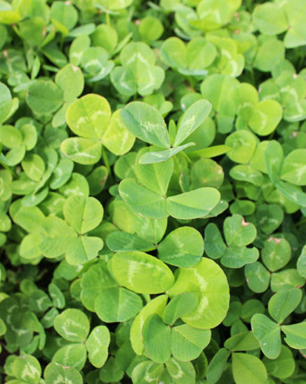 AberLasting Clover - Missouri Southern Seed