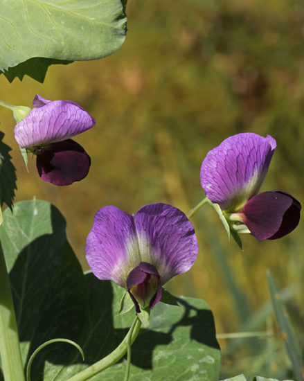 Austrian Winter Peas - Missouri Southern Seed