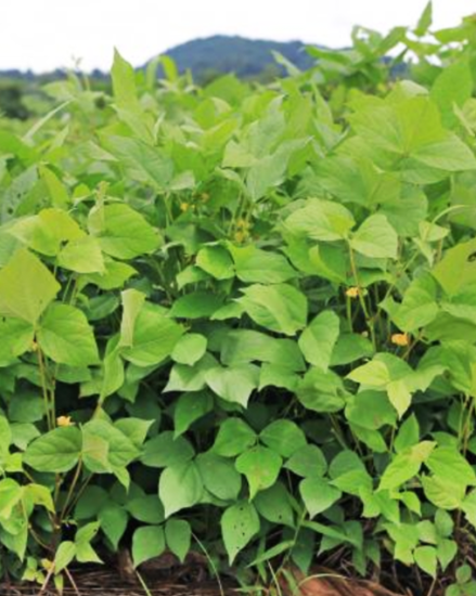 Cowpeas - Missouri Southern Seed