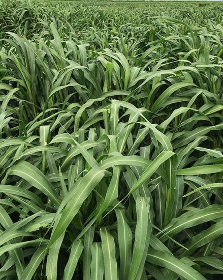 Cow★Pro Hybrid Pearl Millet - Missouri Southern Seed