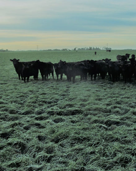 Cow★Pro Forage Rye - Missouri Southern Seed