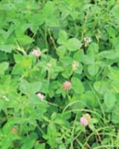 August Archives - Missouri Southern Seed