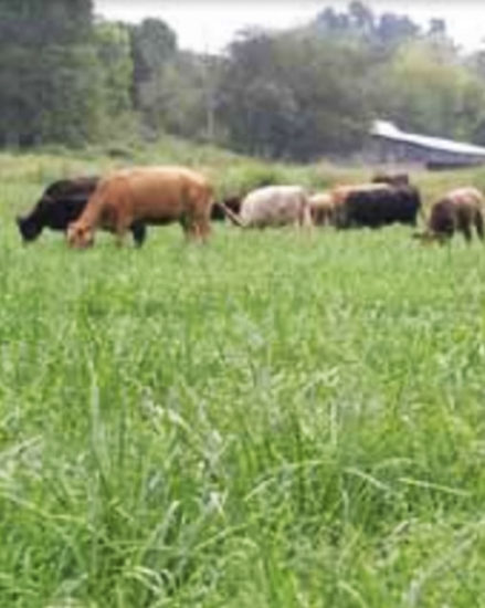 Fescues Category - Missouri Southern Seed