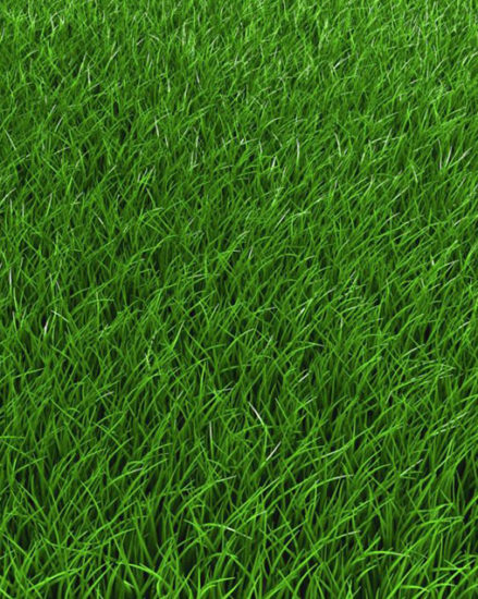 Creeping Red Fescue - Missouri Southern Seed