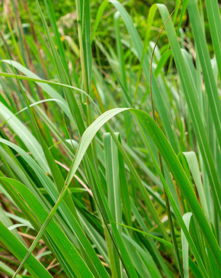 Native Grass Category - Missouri Southern Seed