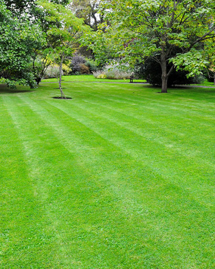 Tall Fescues Category - Missouri Southern Seed