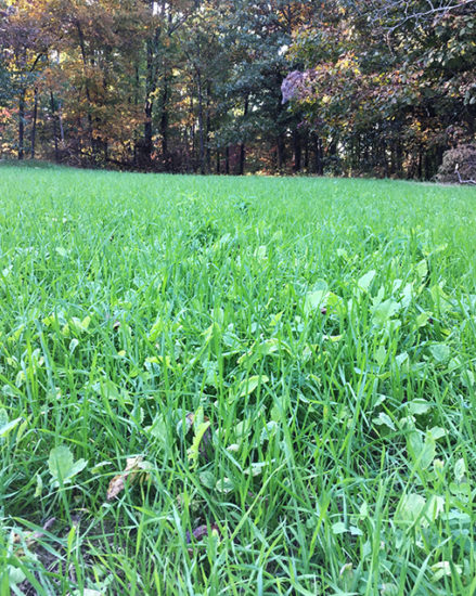 Home - Missouri Southern Seed
