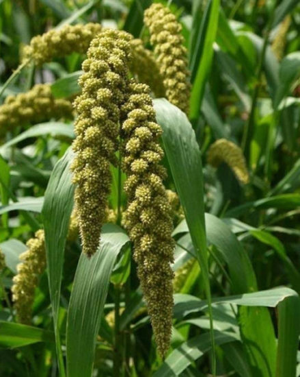 German Foxtail Millet - Missouri Southern Seed