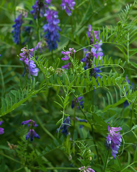 Hairy Winter Vetch - Missouri Southern Seed