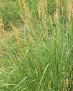 Native Grass Category - Missouri Southern Seed