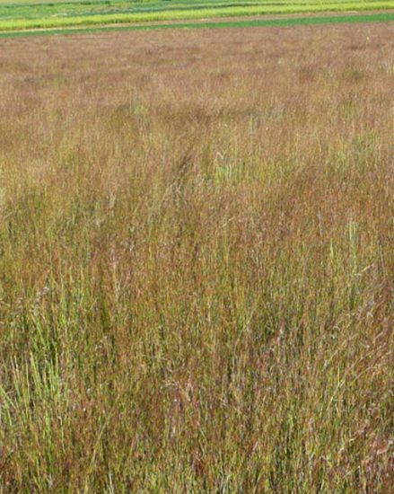 Native Grass Category - Missouri Southern Seed