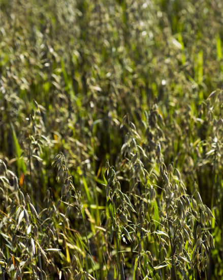 Spring Oats - Missouri Southern Seed