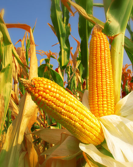 Reid's Yellow Dent Corn - Missouri Southern Seed