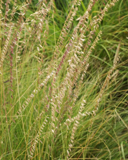 Native Grass Category - Missouri Southern Seed