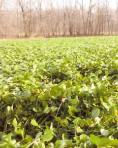 Clover Category - Missouri Southern Seed