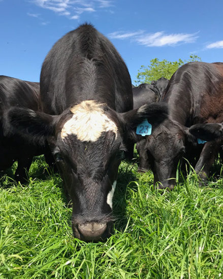 TetraMag Intermediate Ryegrass - Missouri Southern Seed