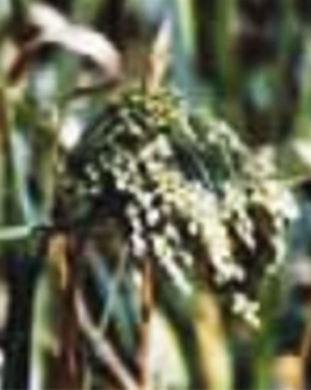 White Proso Millet - Missouri Southern Seed