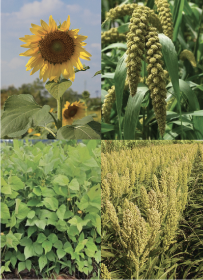 Spring Wildlife Mix - Missouri Southern Seed