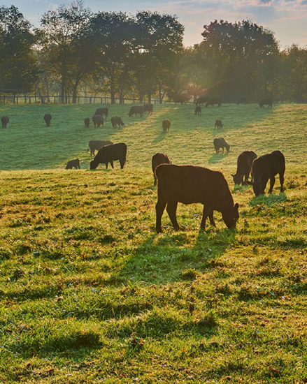 Pasture Mixes Archives - Missouri Southern Seed