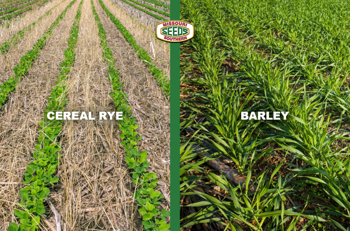 The 411 on Cereal Grains - Missouri Southern Seed