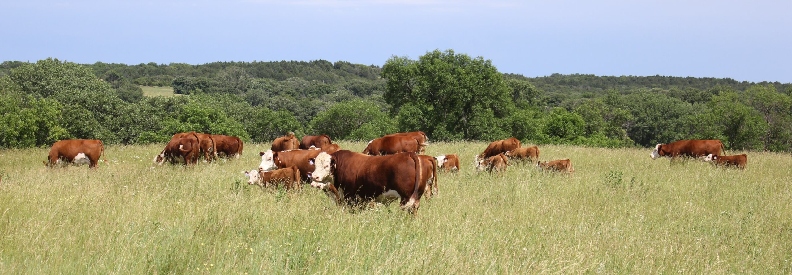 Benefits of Quality Forage - Missouri Southern Seed