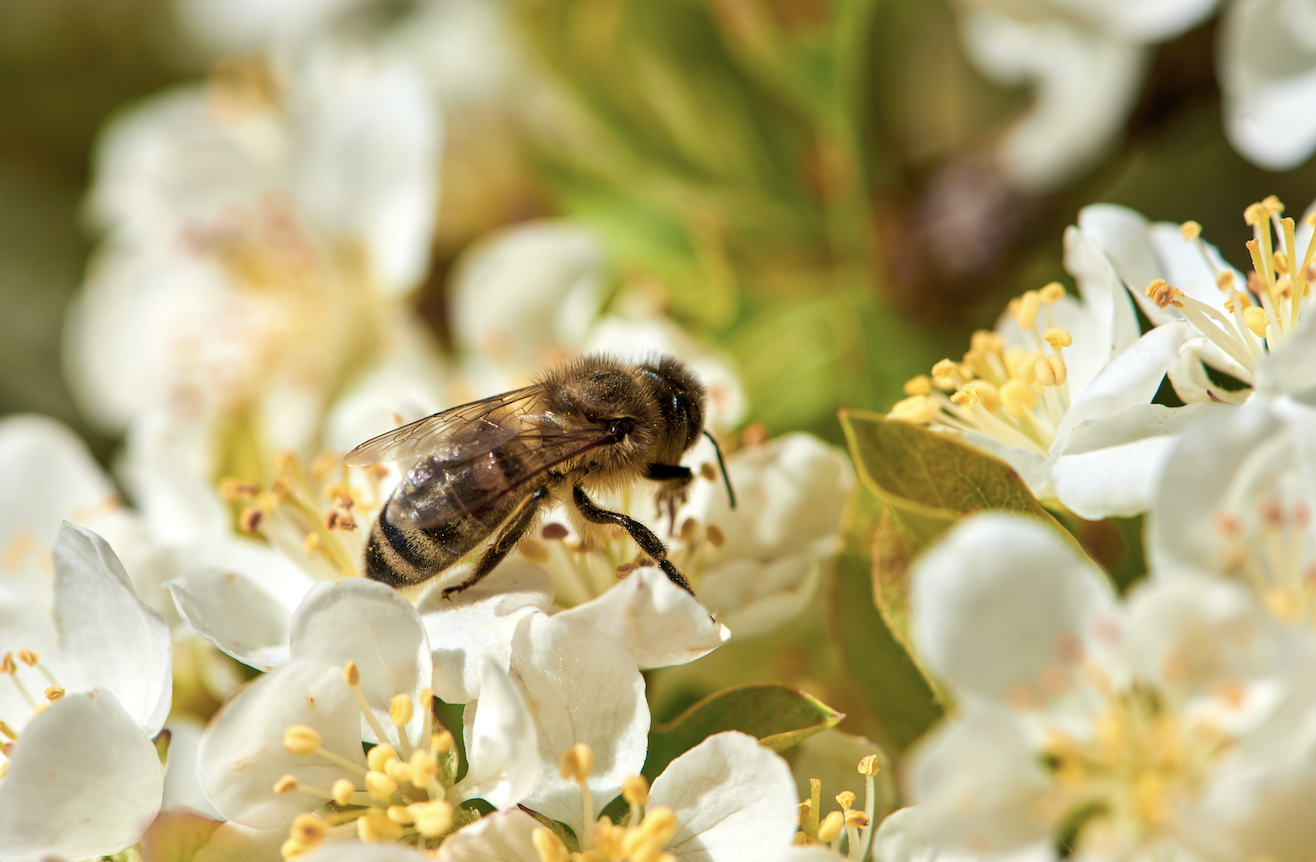 Pollinator Paradise - Missouri Southern Seed