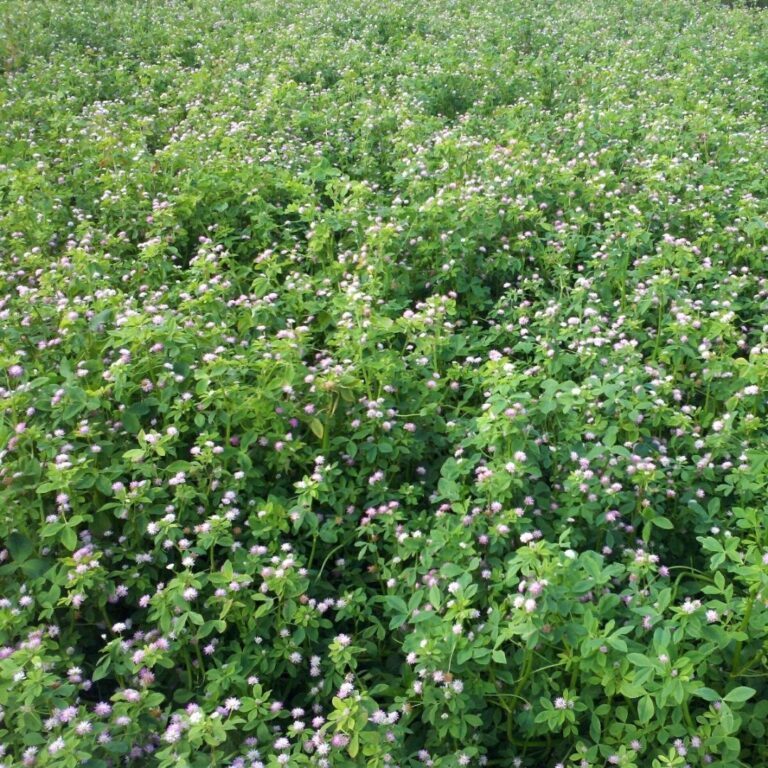 Wildlife Seed Category - Missouri Southern Seed