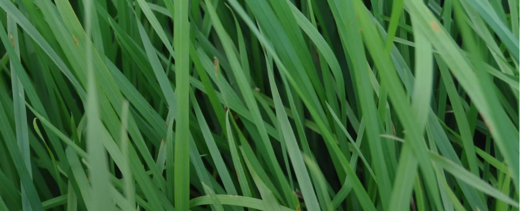 Forage Grasses Category - Missouri Southern Seed