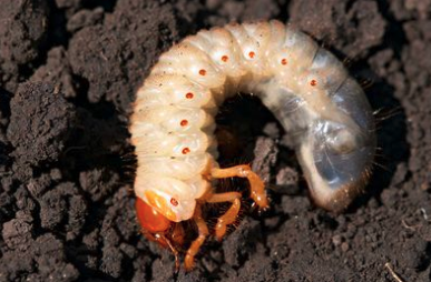 Controlling summer pests in your yard - Missouri Southern Seed