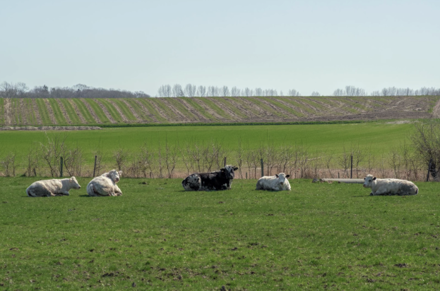 Benefits of Early Season Forages - Missouri Southern Seed