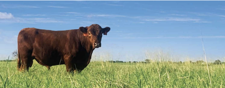 Forage Grasses Category - Missouri Southern Seed