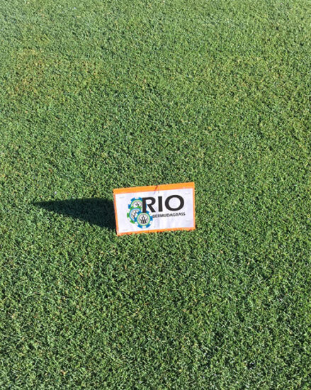Rio Bermudagrass - Missouri Southern Seed