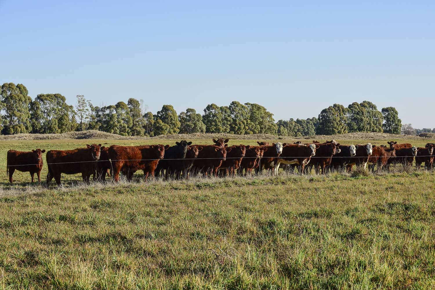 Does Rotational Grazing Really Lower the Cost of Feeding Cattle ...